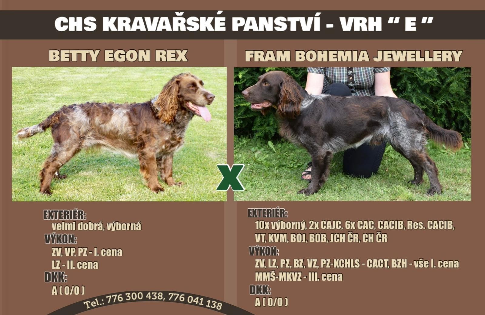 Sekce německého křepeláka - Aktuální / plánované vrhy